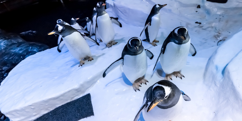 The Deep - East Yorkshire